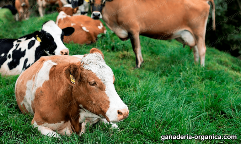 ¿Que es el zilmax y que ventajas y desventajas tiene?