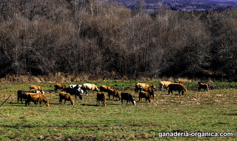 ¿Que es el zilmax y que ventajas y desventajas tiene?