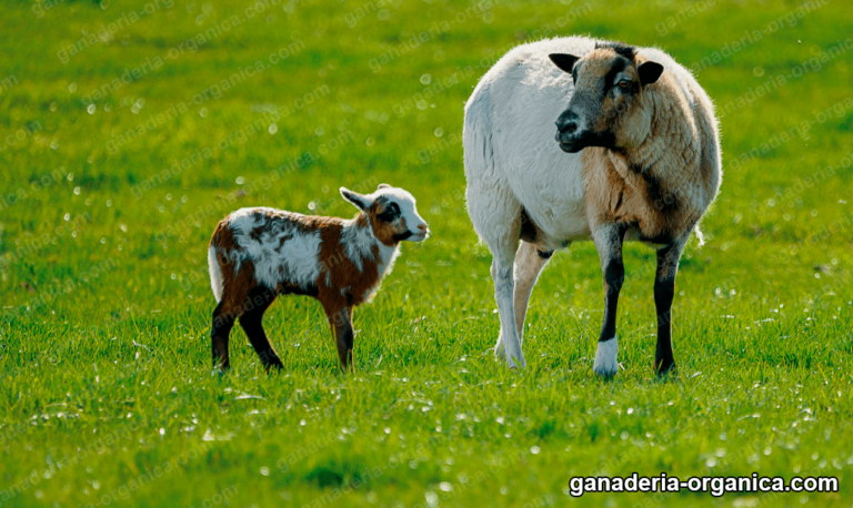¿Que es el zilmax y que ventajas y desventajas tiene?